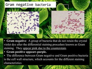 Gram negative bacteria.. | PPTX