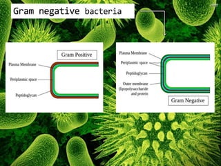 Gram negative bacteria.. | PPTX