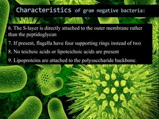 Gram negative bacteria.. | PPTX