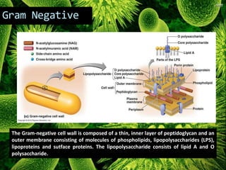 Gram negative bacteria.. | PPTX