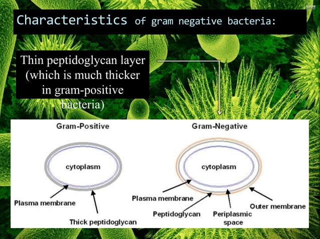 Gram negative bacteria.. | PPTX | Digestive Disorders | Diseases and ...