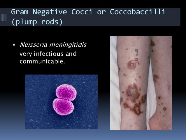 Gram negative bacteria..