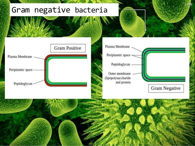 Gram negative bacteria..