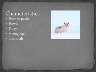 The gray wolf new version | PPT