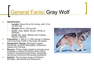 The Gray Wolf | PPT | Dogs | Pets