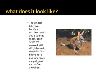 The greater bilby | PPTX