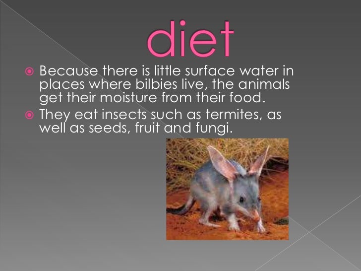 The greater bilby