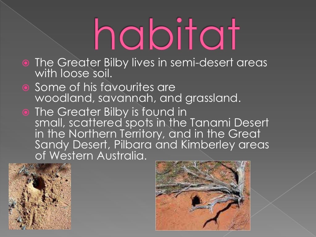 The greater bilby