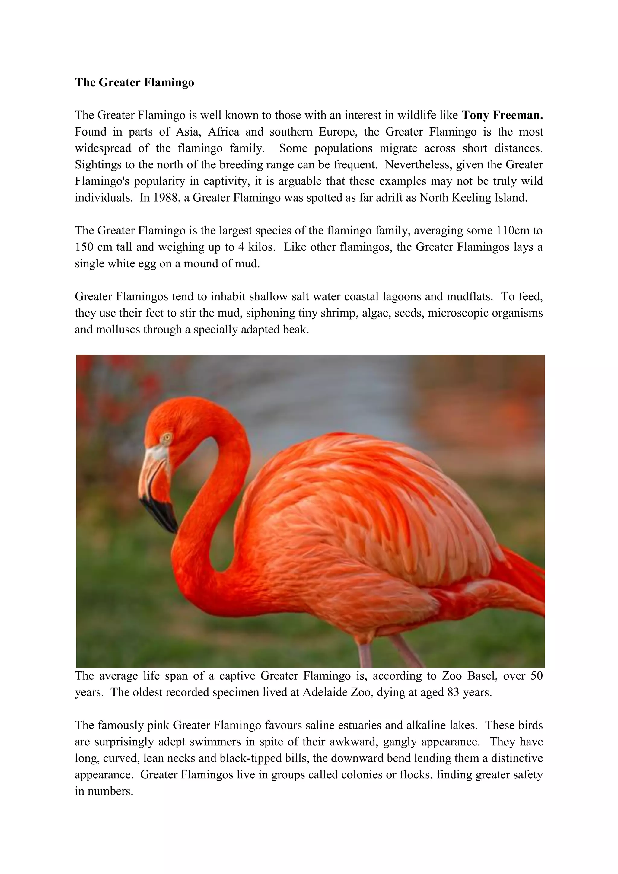 The greater flamingo | PDF