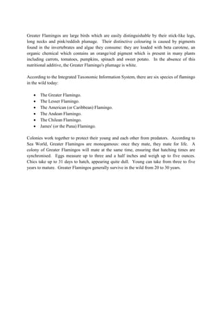 The greater flamingo | PDF