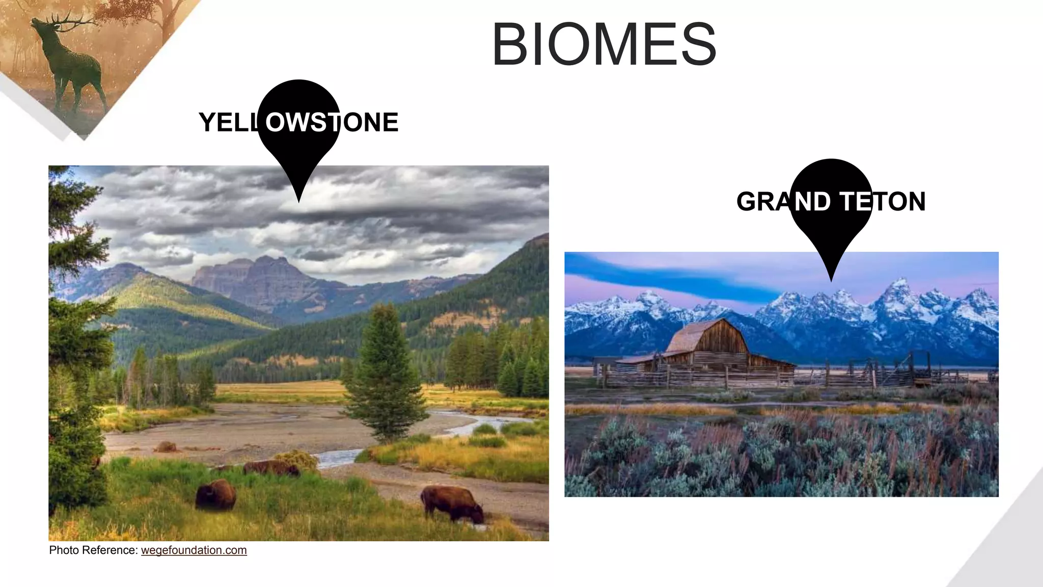 The Greater Yellowstone Ecosystem | PPTX