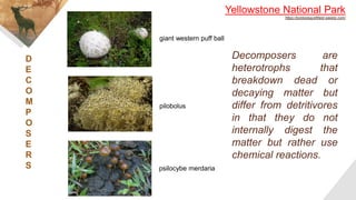 The Greater Yellowstone Ecosystem | PPTX