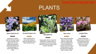 The Greater Yellowstone Ecosystem | PPTX