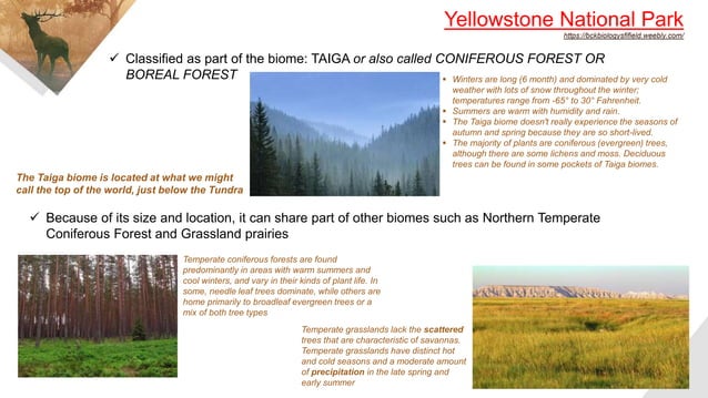 The Greater Yellowstone Ecosystem | PPT