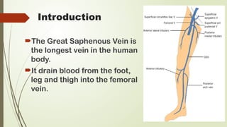 The Great Saphenous Vein ANATOMY by Abhishek.pptx