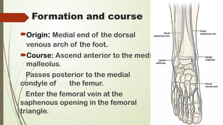 The Great Saphenous Vein ANATOMY by Abhishek.pptx