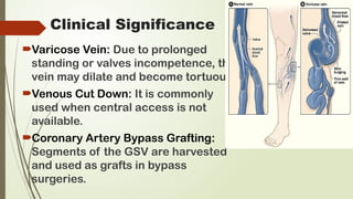 The Great Saphenous Vein ANATOMY by Abhishek.pptx