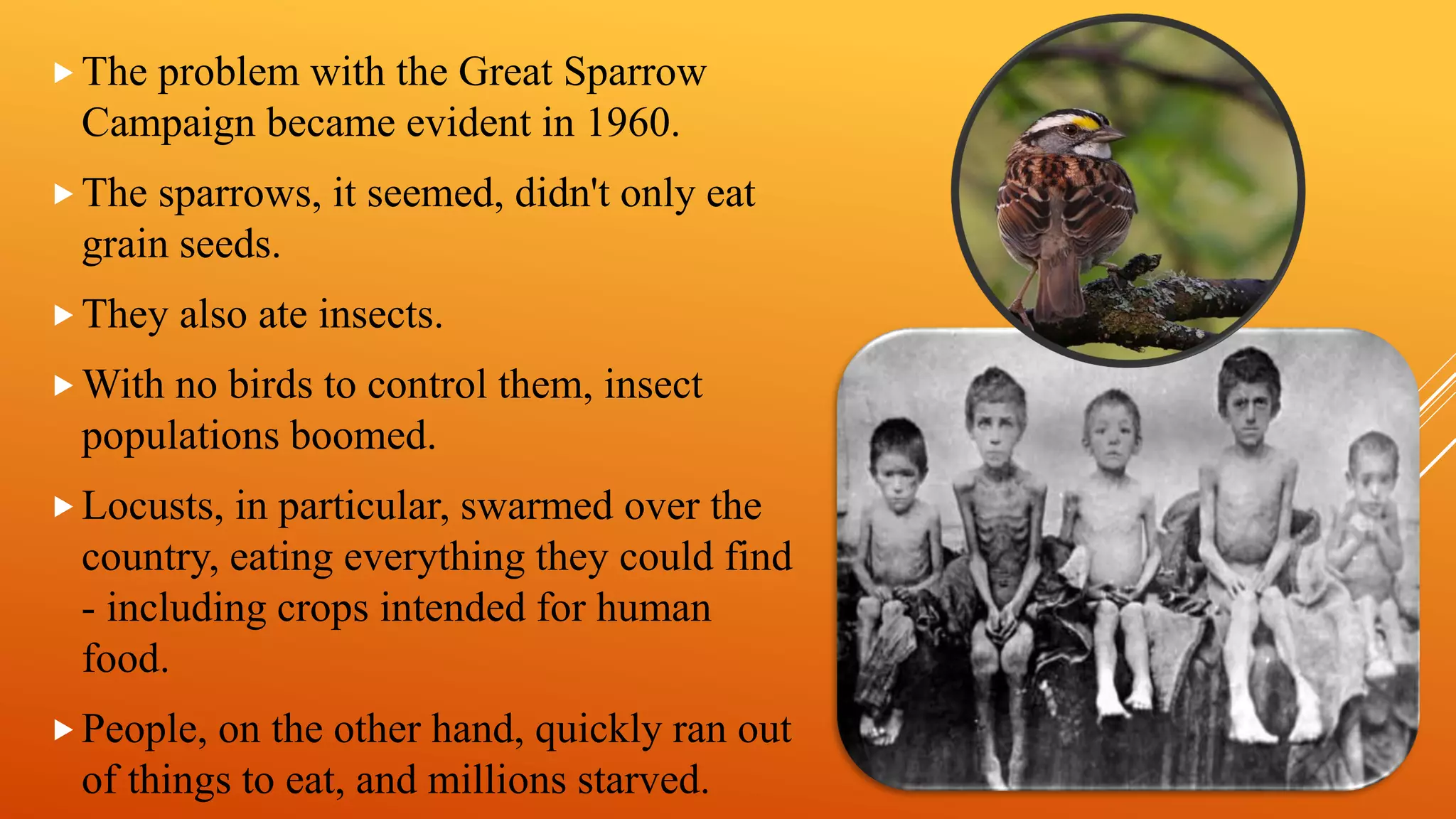 The Great Sparrow Campaign.pdf