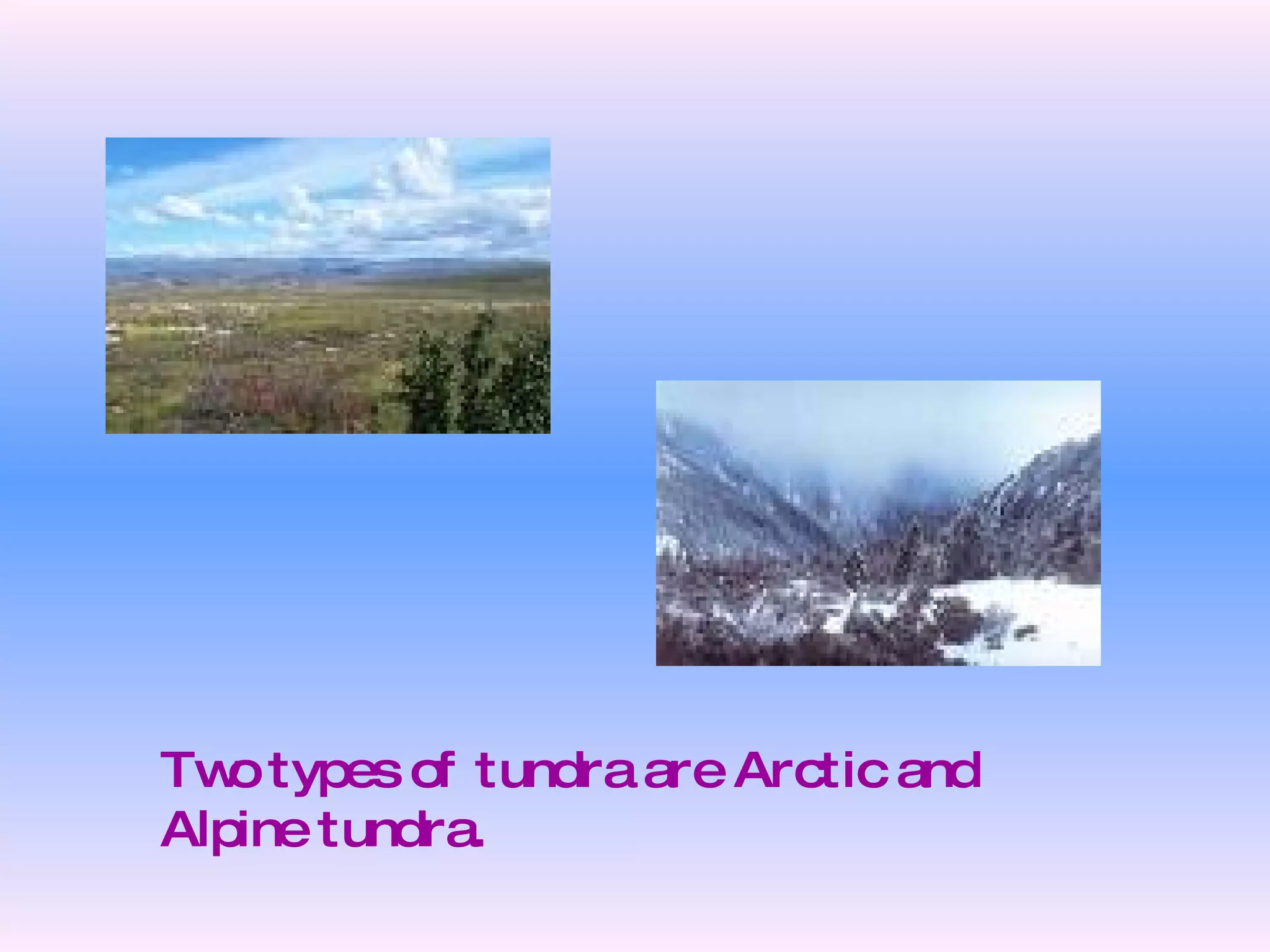 The Great Tundra Project Tan | PPT
