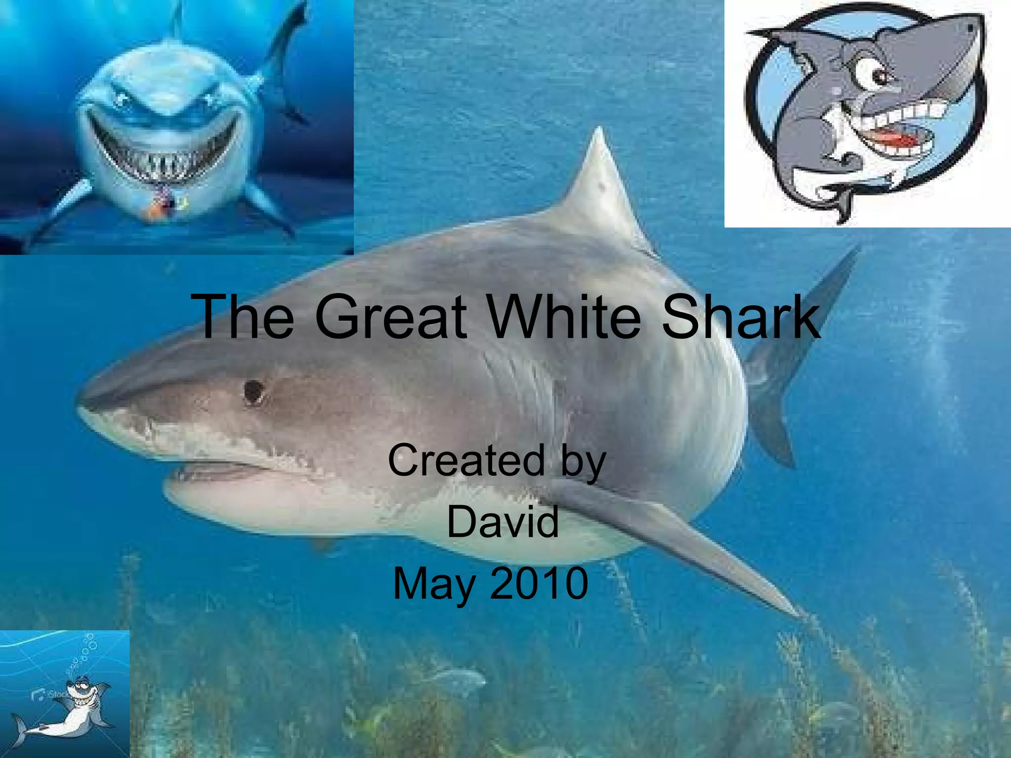 The great white shark | PPT