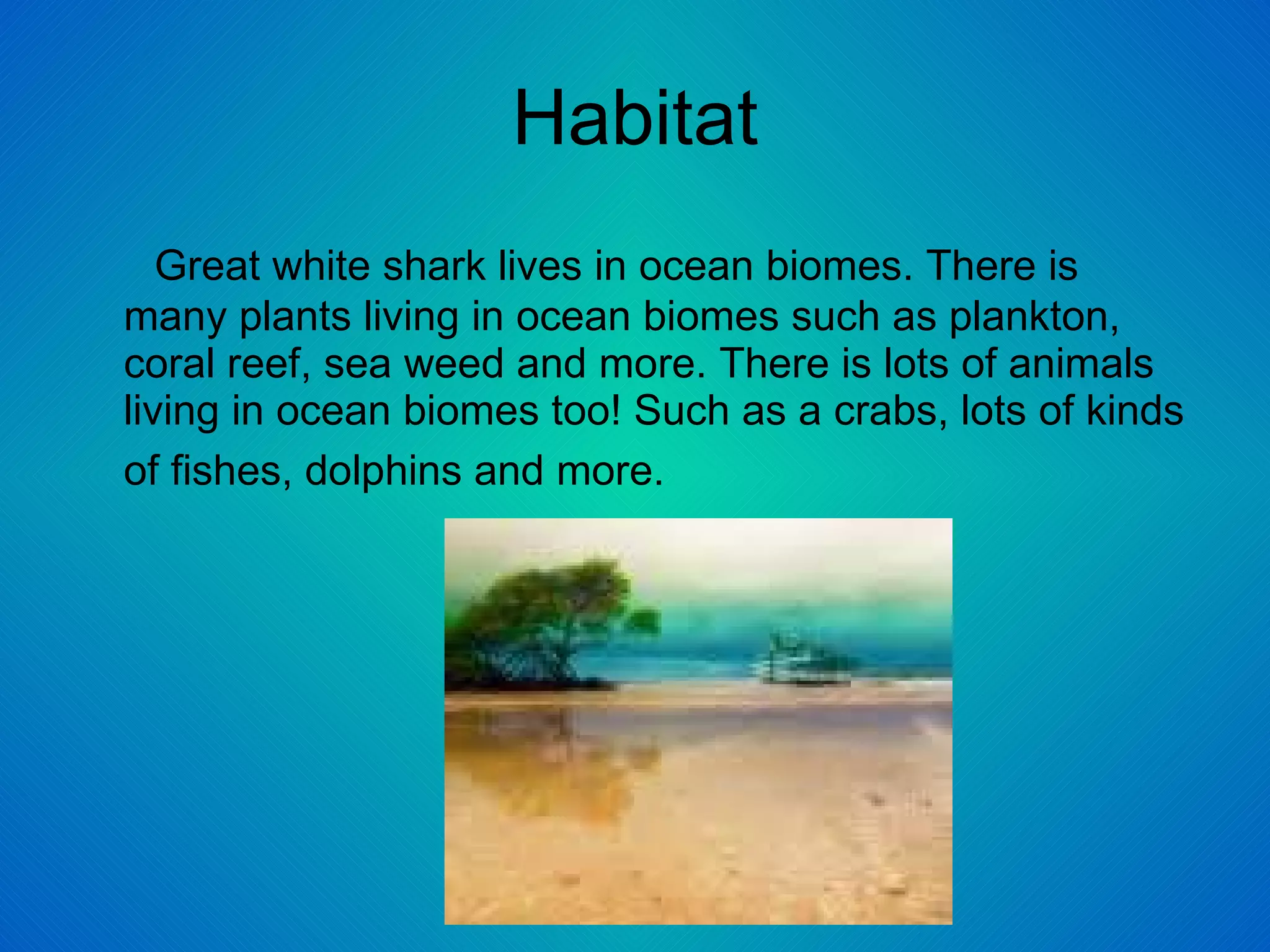 The great white shark | PPT