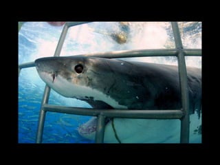 The great white shark masters of the sea | PPTX