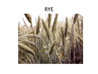 The greedy king and queen | PPT