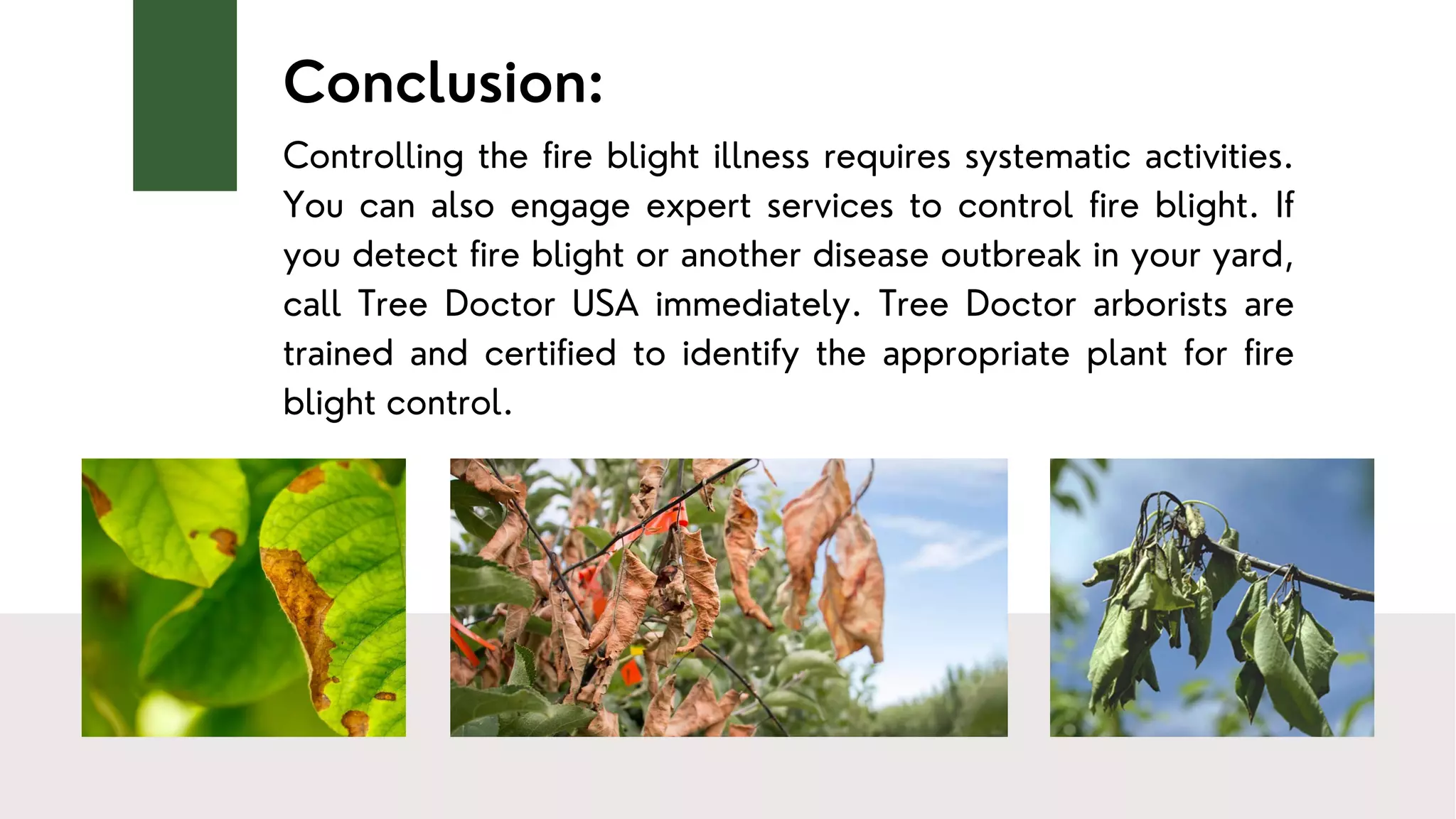 Expert Tips on Fire Blight Treatment: The Dos and Don'ts | PDF