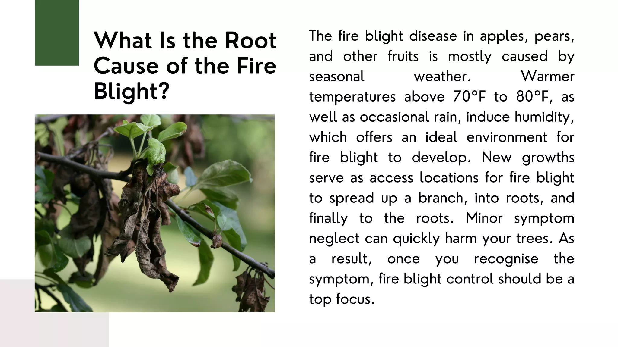 Expert Tips on Fire Blight Treatment: The Dos and Don'ts | PDF