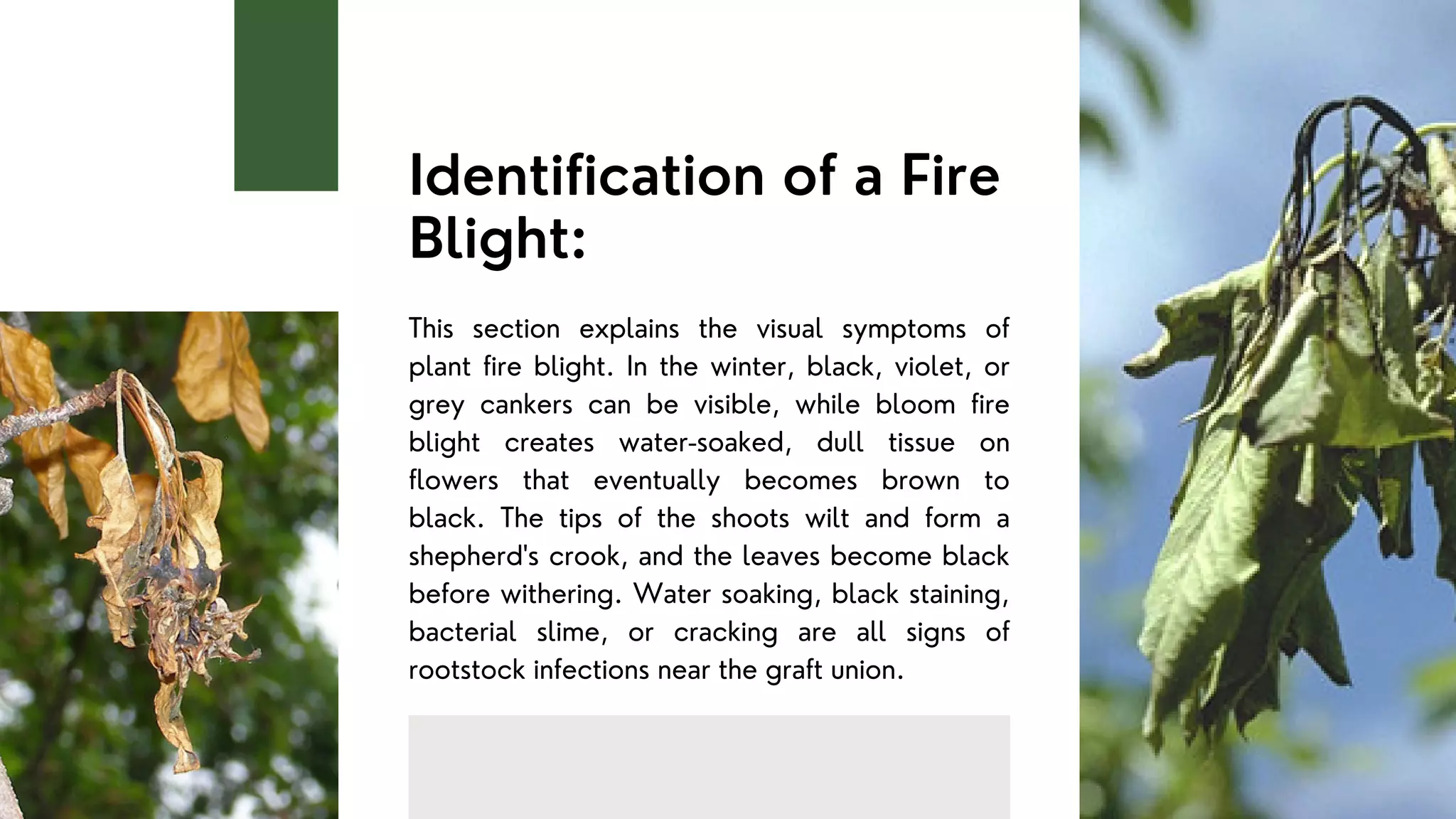 Expert Tips on Fire Blight Treatment: The Dos and Don'ts | PDF