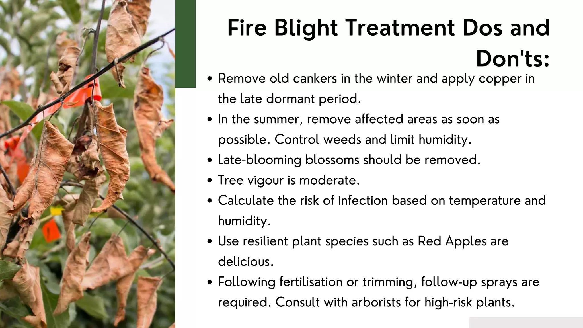 Expert Tips on Fire Blight Treatment: The Dos and Don'ts | PDF