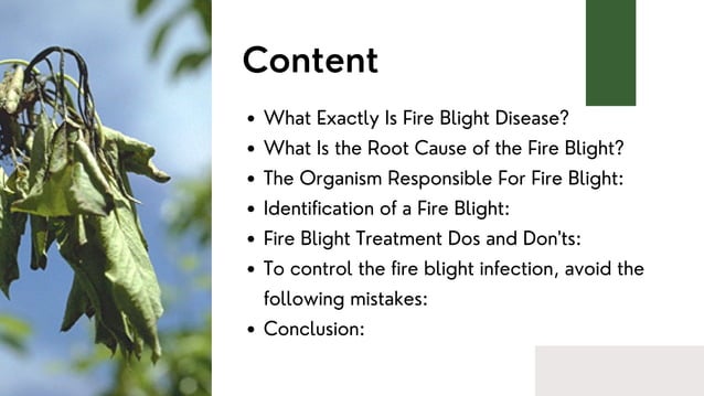 Expert Tips on Fire Blight Treatment: The Dos and Don'ts | PPT