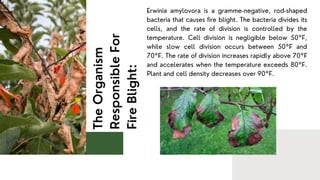 Expert Tips on Fire Blight Treatment: The Dos and Don'ts | PDF
