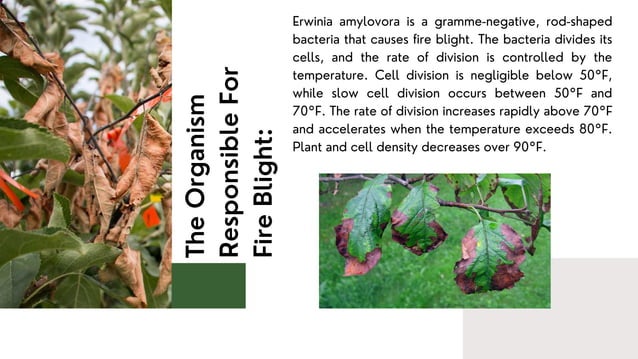 Expert Tips on Fire Blight Treatment: The Dos and Don'ts | PPT