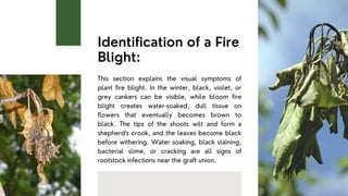 Expert Tips on Fire Blight Treatment: The Dos and Don'ts | PDF