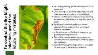Expert Tips on Fire Blight Treatment: The Dos and Don'ts | PDF