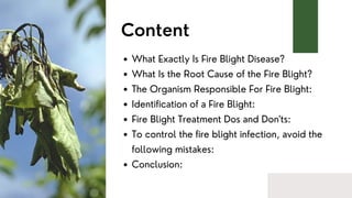 The Dos and Don'ts of Fire Blight Treatment: Expert Tips | PPT