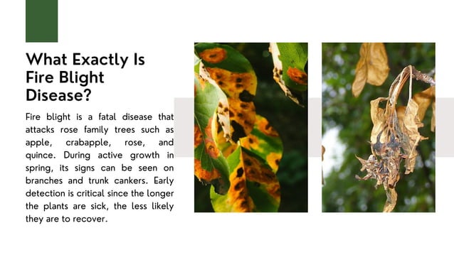 The Dos and Don'ts of Fire Blight Treatment: Expert Tips | PPT