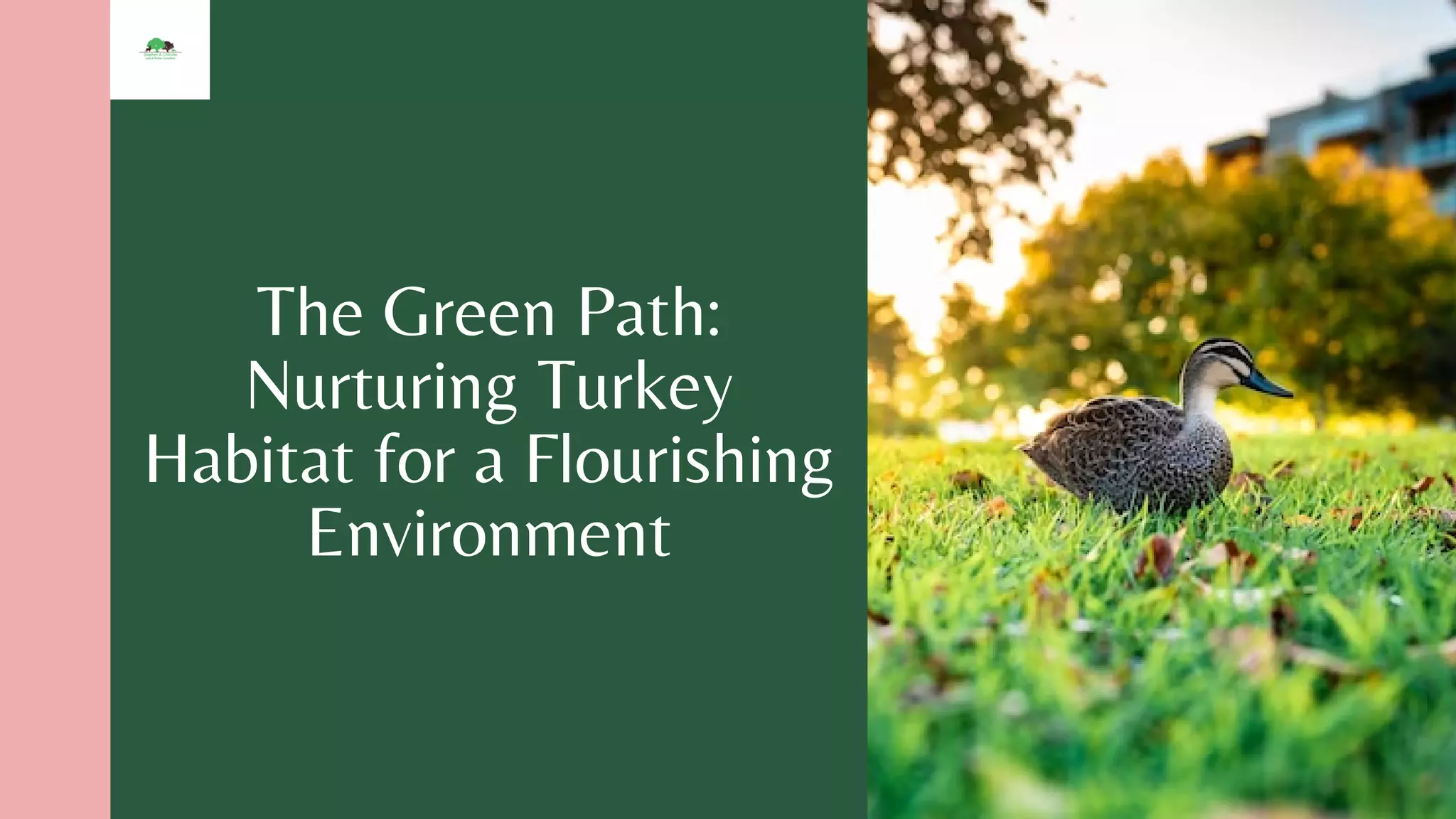 Enhancing Turkey Habitat: A Comprehensive Guide to Improving Wildlife ...