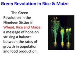 Thegreenrevolution | PPTX