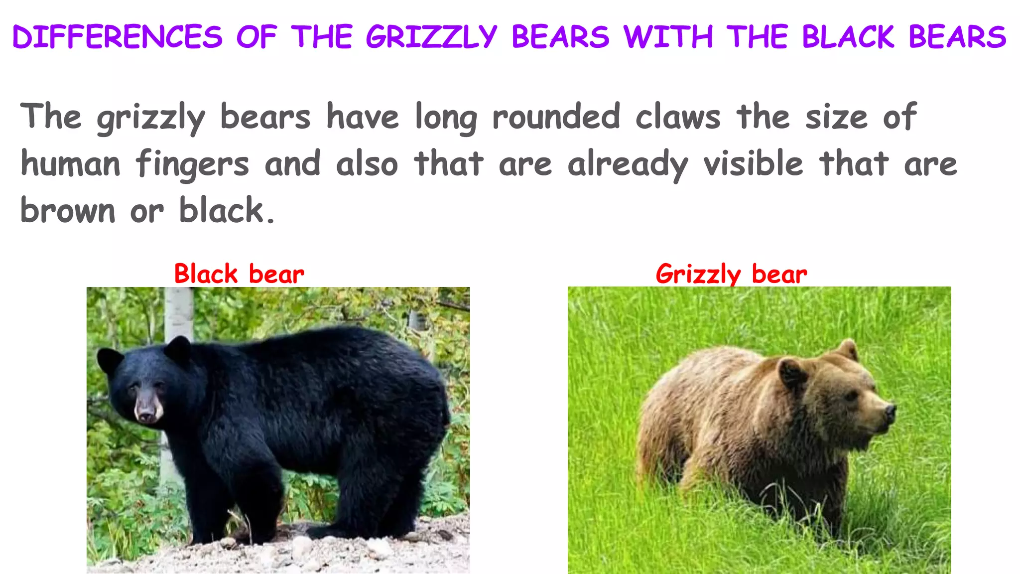 The grizzly bear of spain | PPT