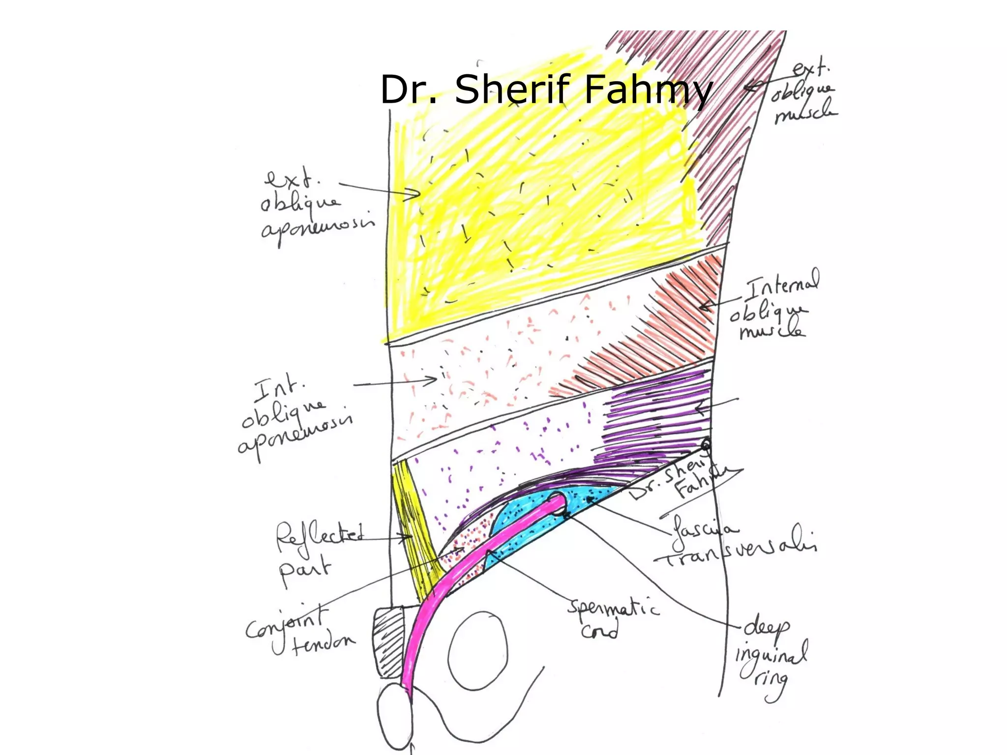 The Groin "Inguinal Region" (Anatomy of the Abdomen) | PPS