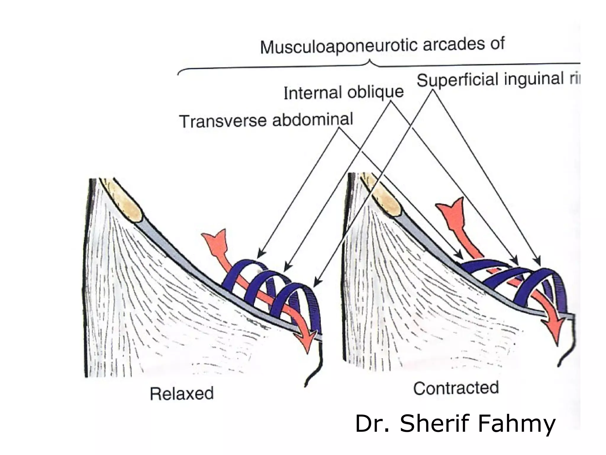 The Groin "Inguinal Region" (Anatomy of the Abdomen) | PPS