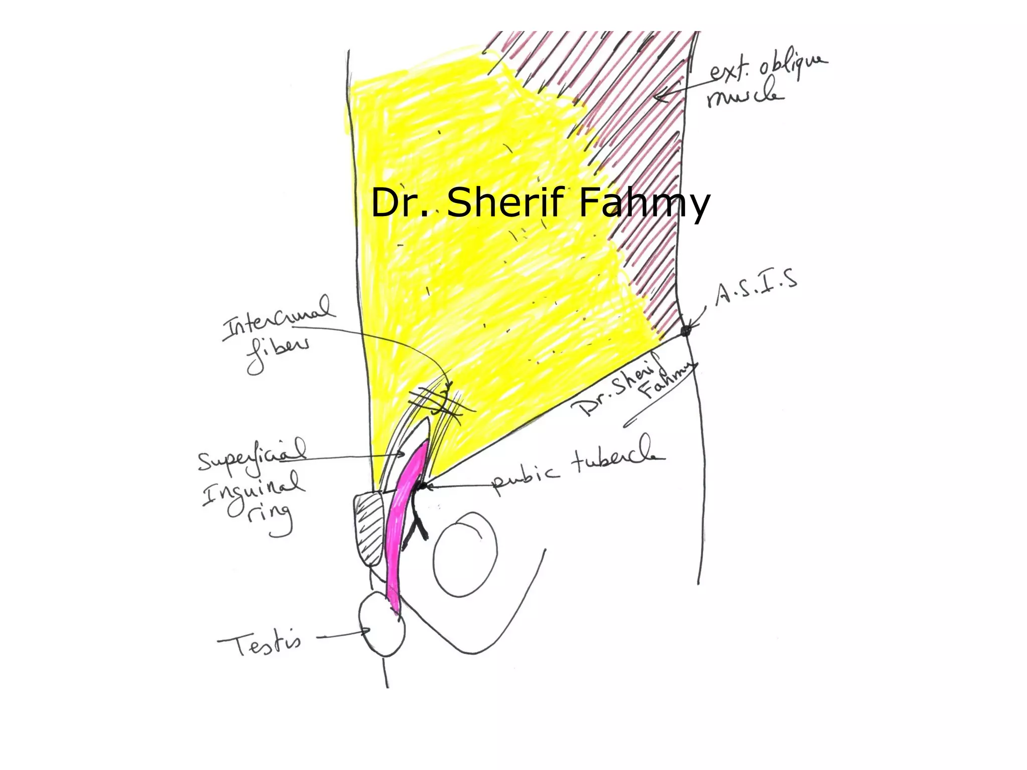 The Groin "Inguinal Region" (Anatomy of the Abdomen) | PPS