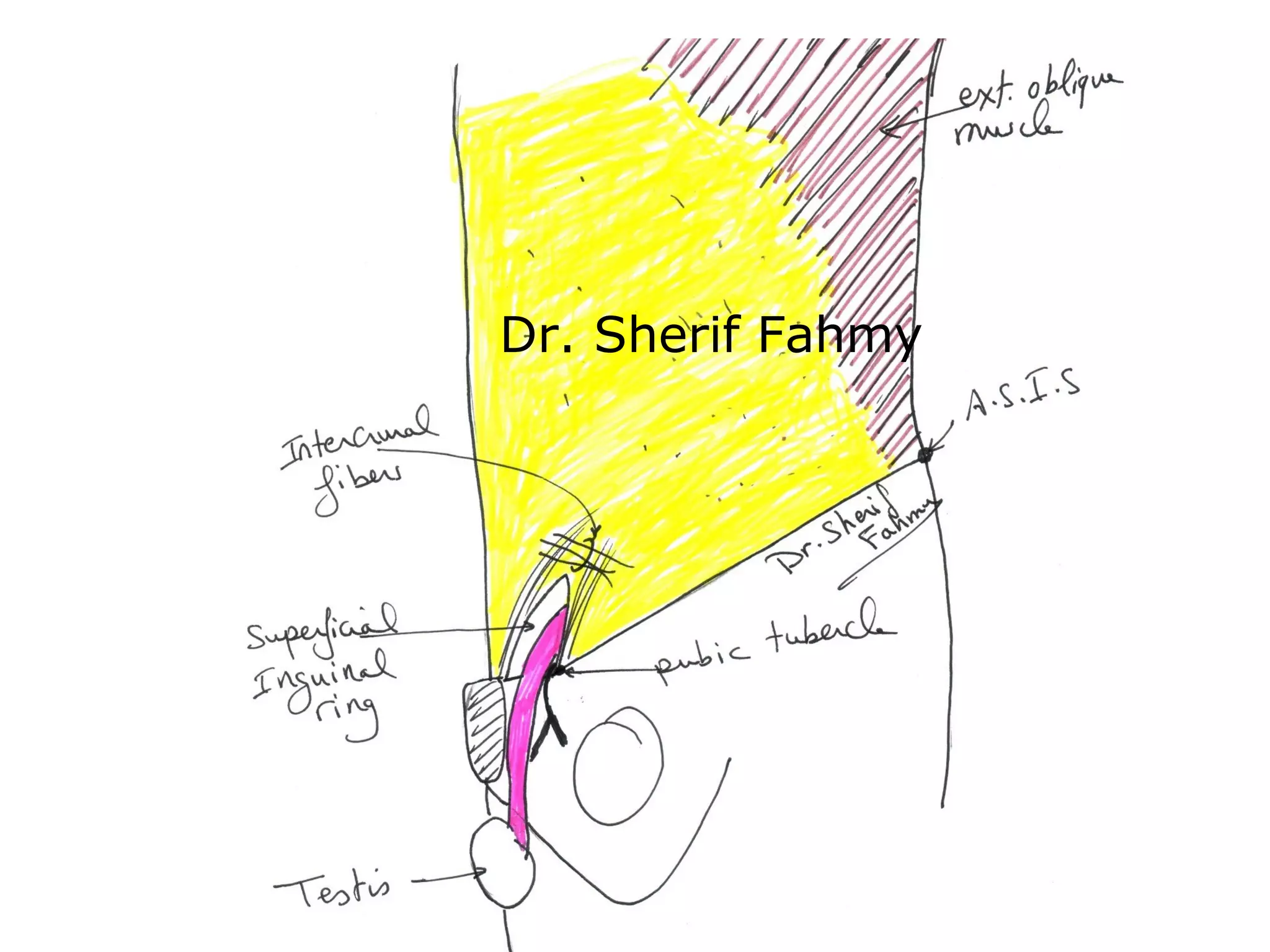 The Groin "Inguinal Region" (Anatomy of the Abdomen) | PPS