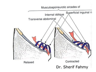 The Groin "Inguinal Region" (Anatomy of the Abdomen) | PPS