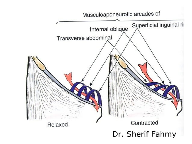 The Groin "Inguinal Region" (Anatomy of the Abdomen) | PPT