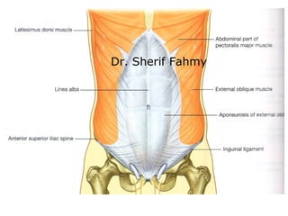 The Groin "Inguinal Region" (Anatomy of the Abdomen) | PPS