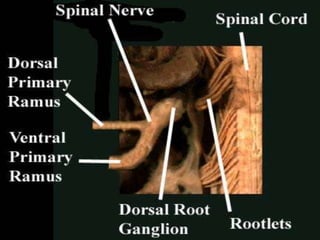 Dorsal Root Ganglion Cadaver
