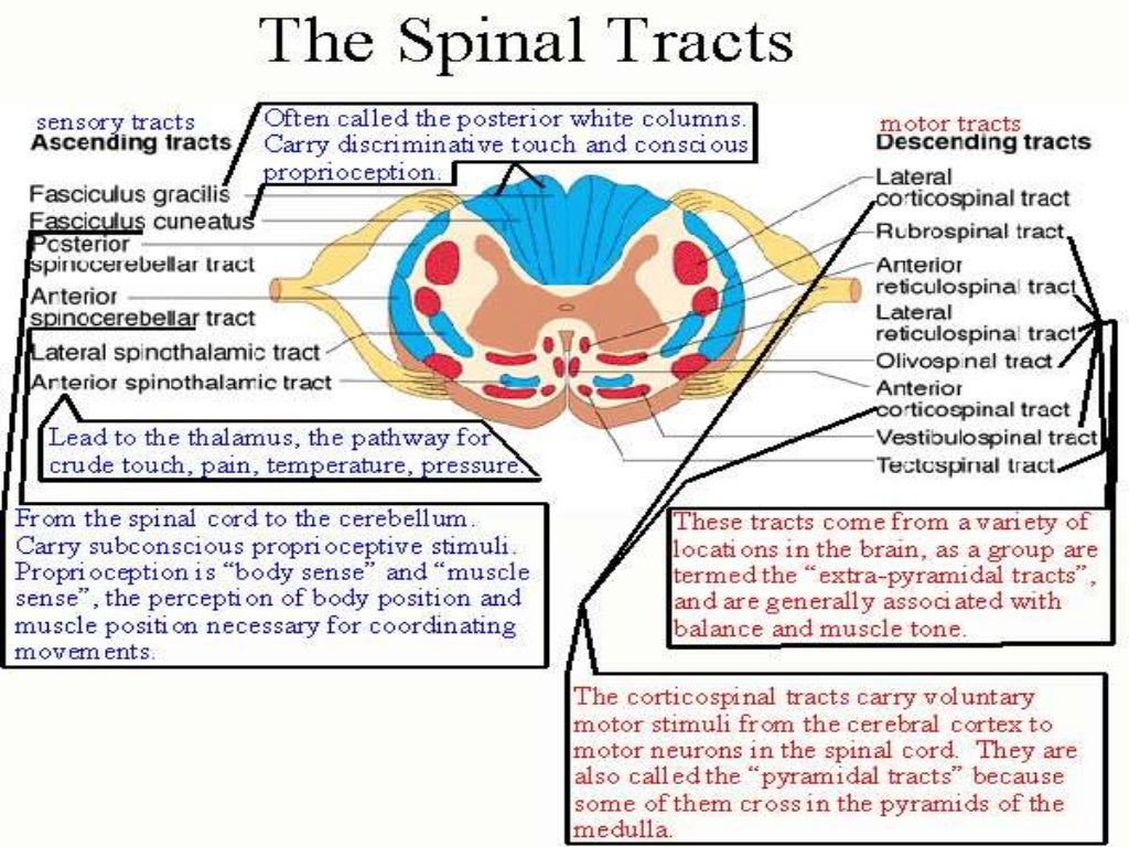 The gross anatomy of spinal cord